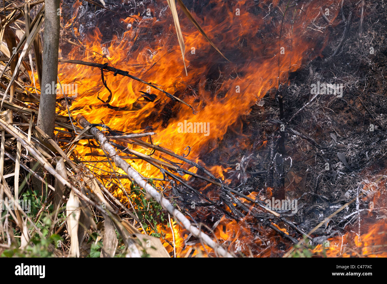 wildfire starting in tropical forest for agriculture Stock Photo - Alamy