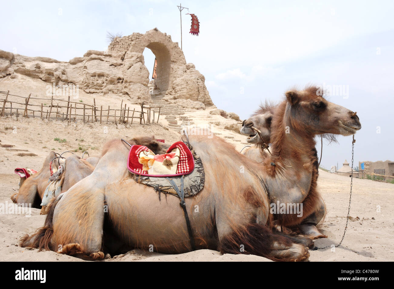 Camels in front of an old castle Stock Photo - Alamy