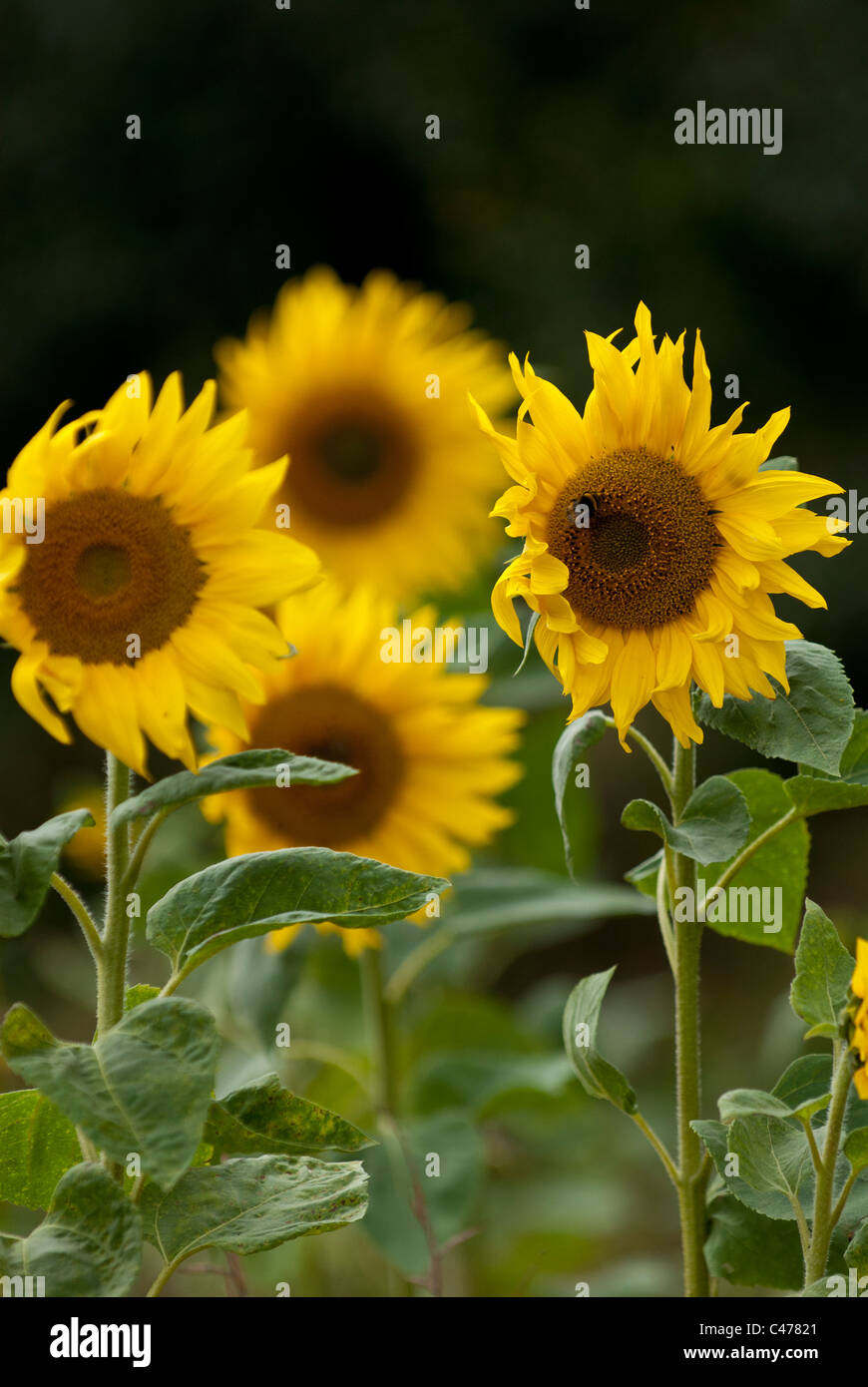 Sunflowers as bird feed hi-res stock photography and images - Alamy