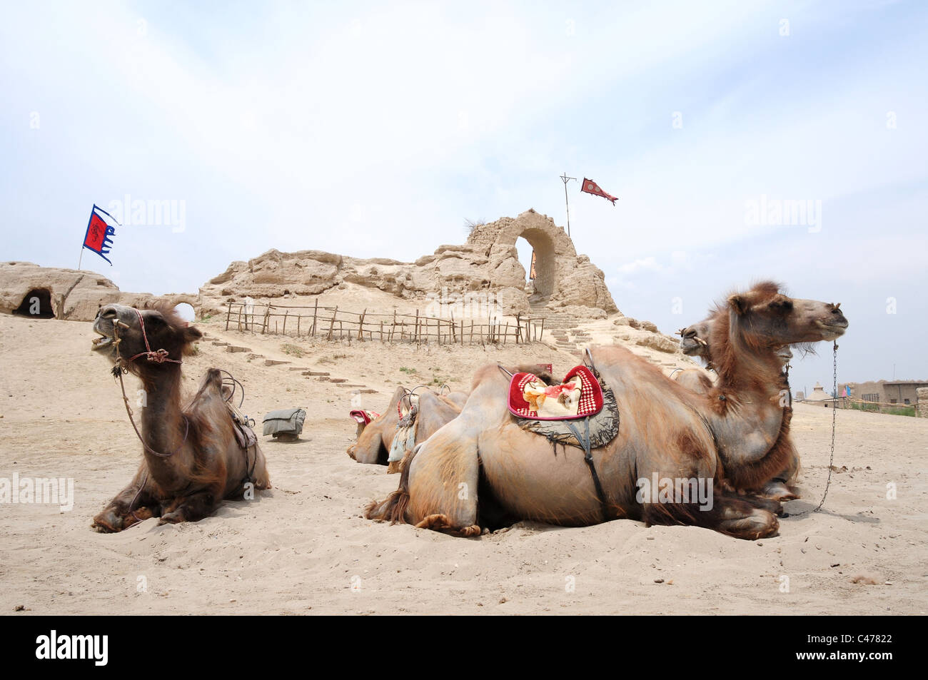 Camels in front of an old castle Stock Photo - Alamy