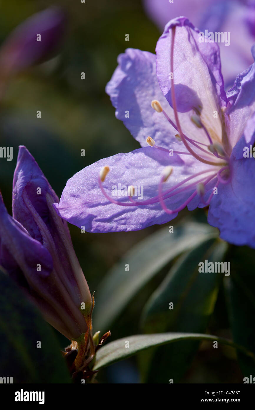 Mauve rhododendron hi-res stock photography and images - Alamy