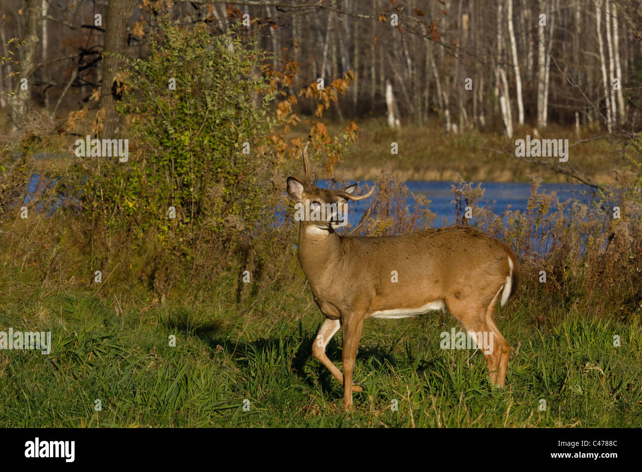 Lame deer hi-res stock photography and images - Alamy