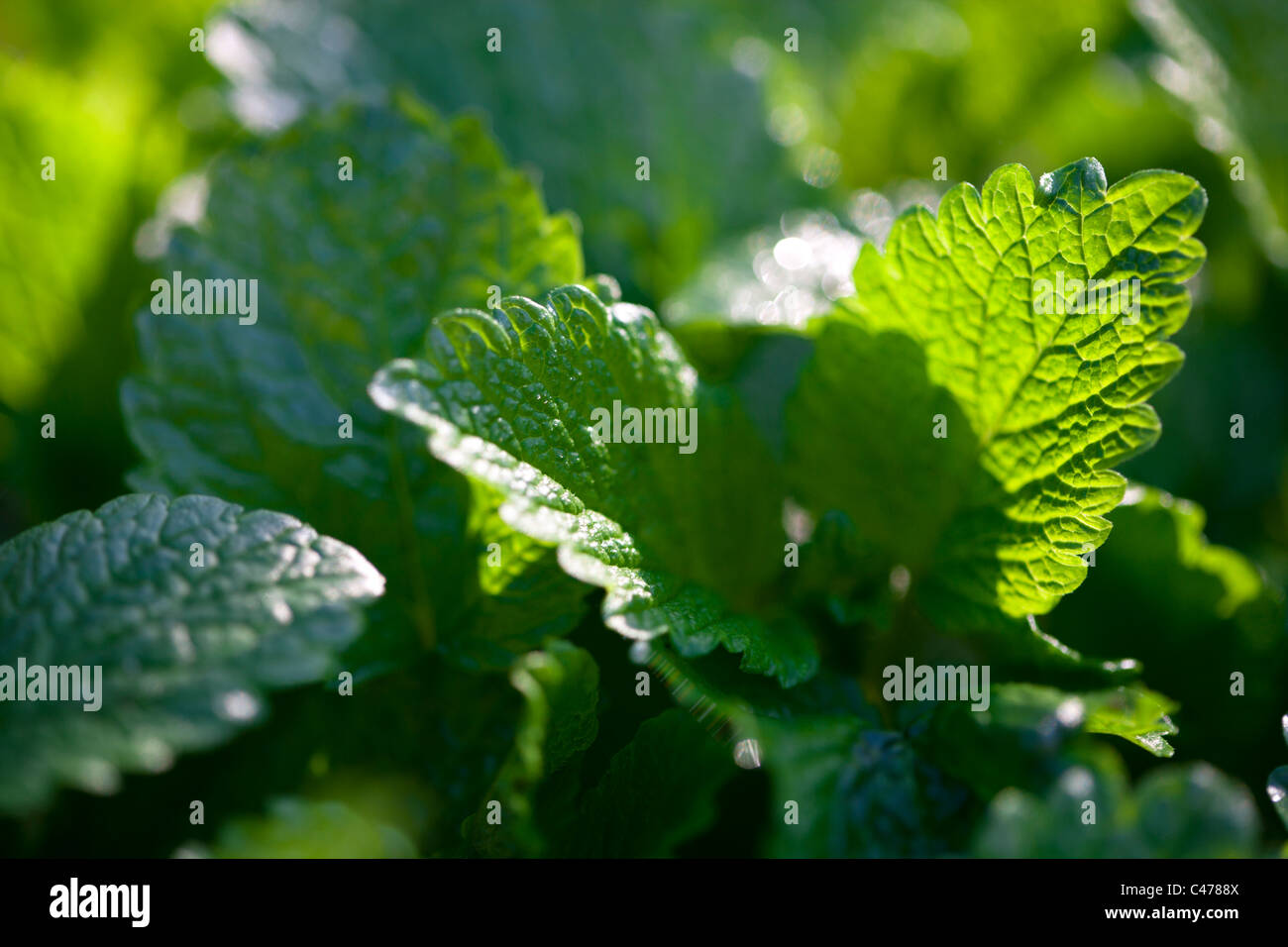 Mint leaves in the morning sunshine Stock Photo - Alamy