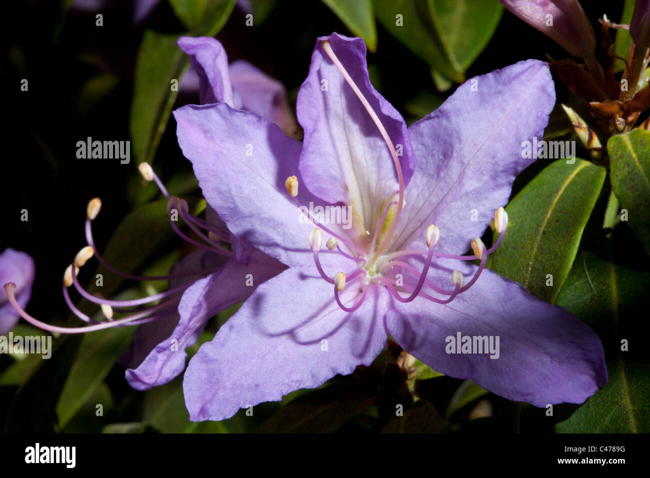 Mauve rhododendron hi-res stock photography and images - Alamy