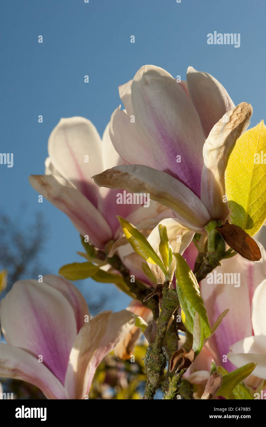 magnolia flower in April Stock Photo - Alamy