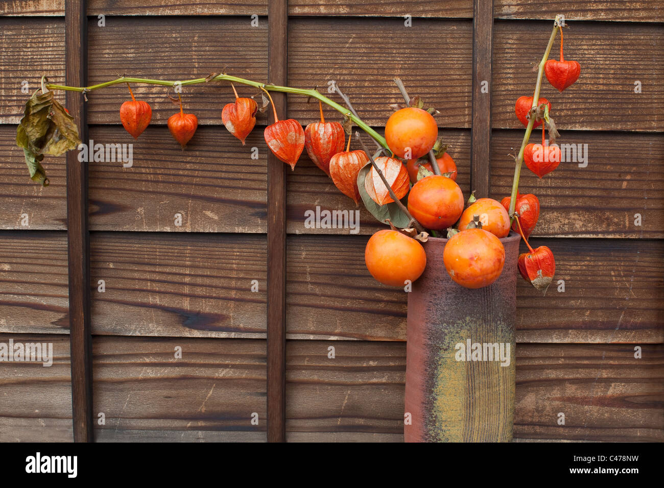 Chinese lantern plant hi-res stock photography and images - Alamy