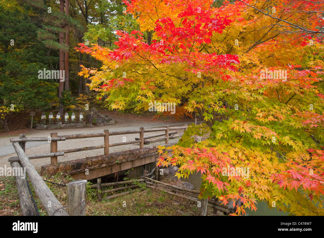 At Hida-no-Sato Folk Village, momiji (Japanese maple) changing color, with statues in background ...