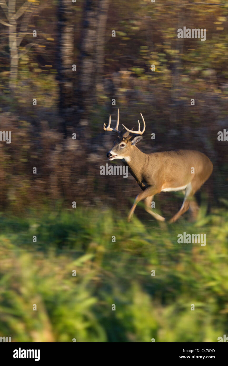 Whitetail deer running hi-res stock photography and images - Alamy