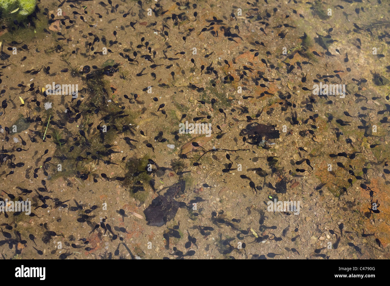 Tadpole stage hi-res stock photography and images - Alamy