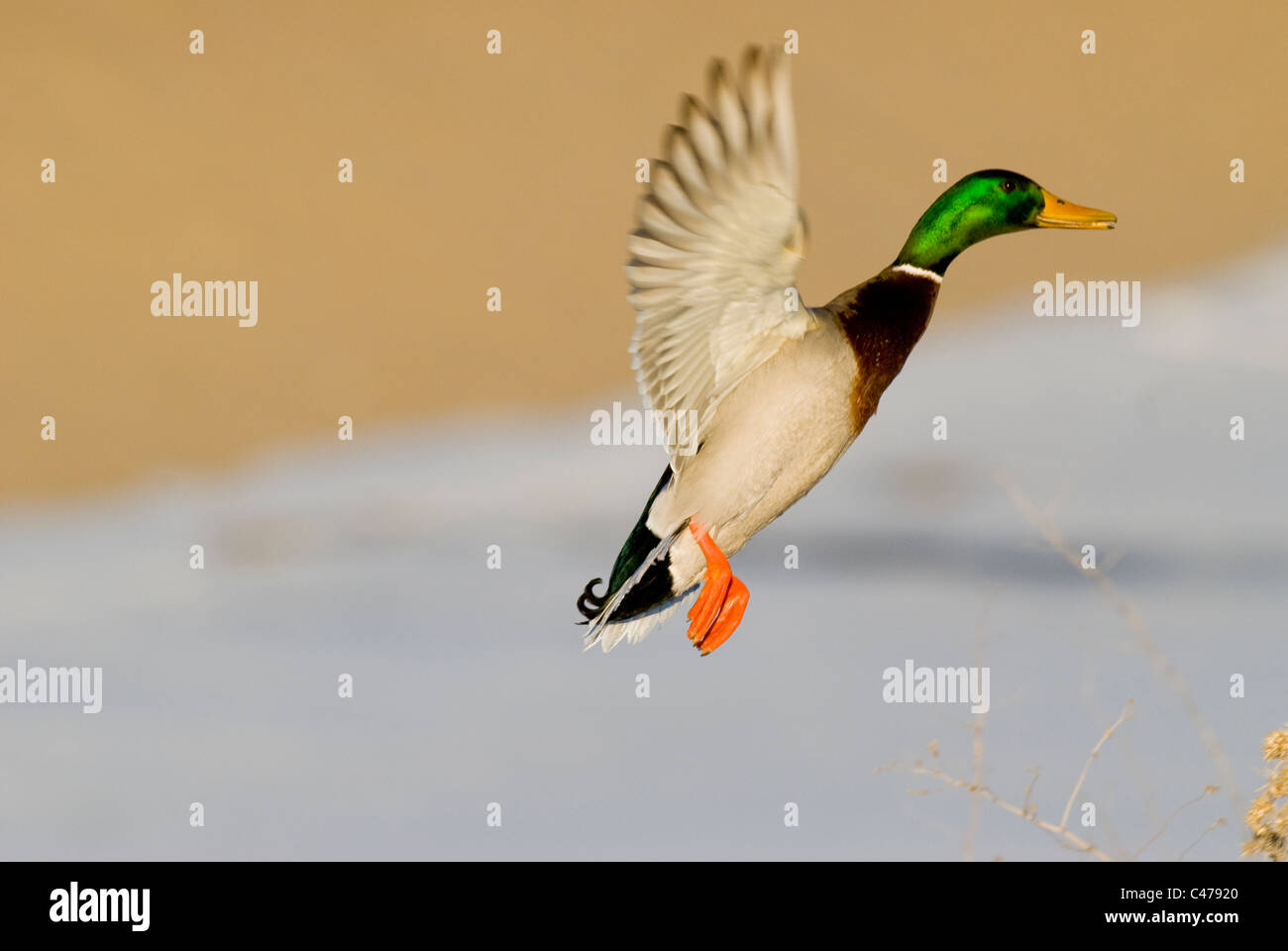 Flying Mallard Drake High Resolution Stock Photography and Images - Alamy