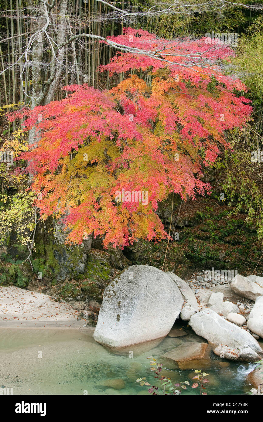 Japanese maple and bamboo beside Kiso River near Nakasendo post road ...