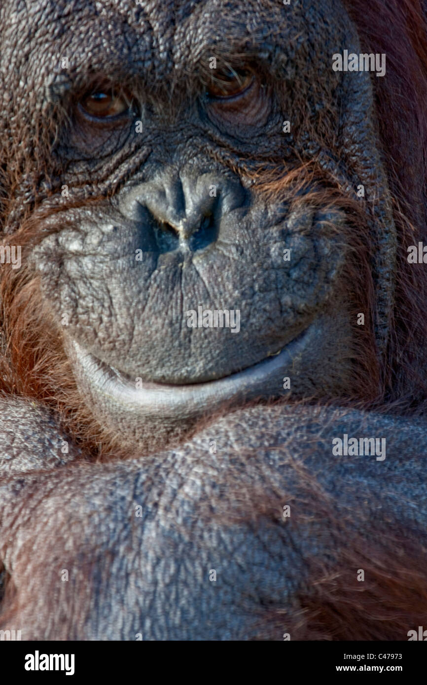 Smiling happy Orangutan. Pongo pygmaeus Stock Photo - Alamy