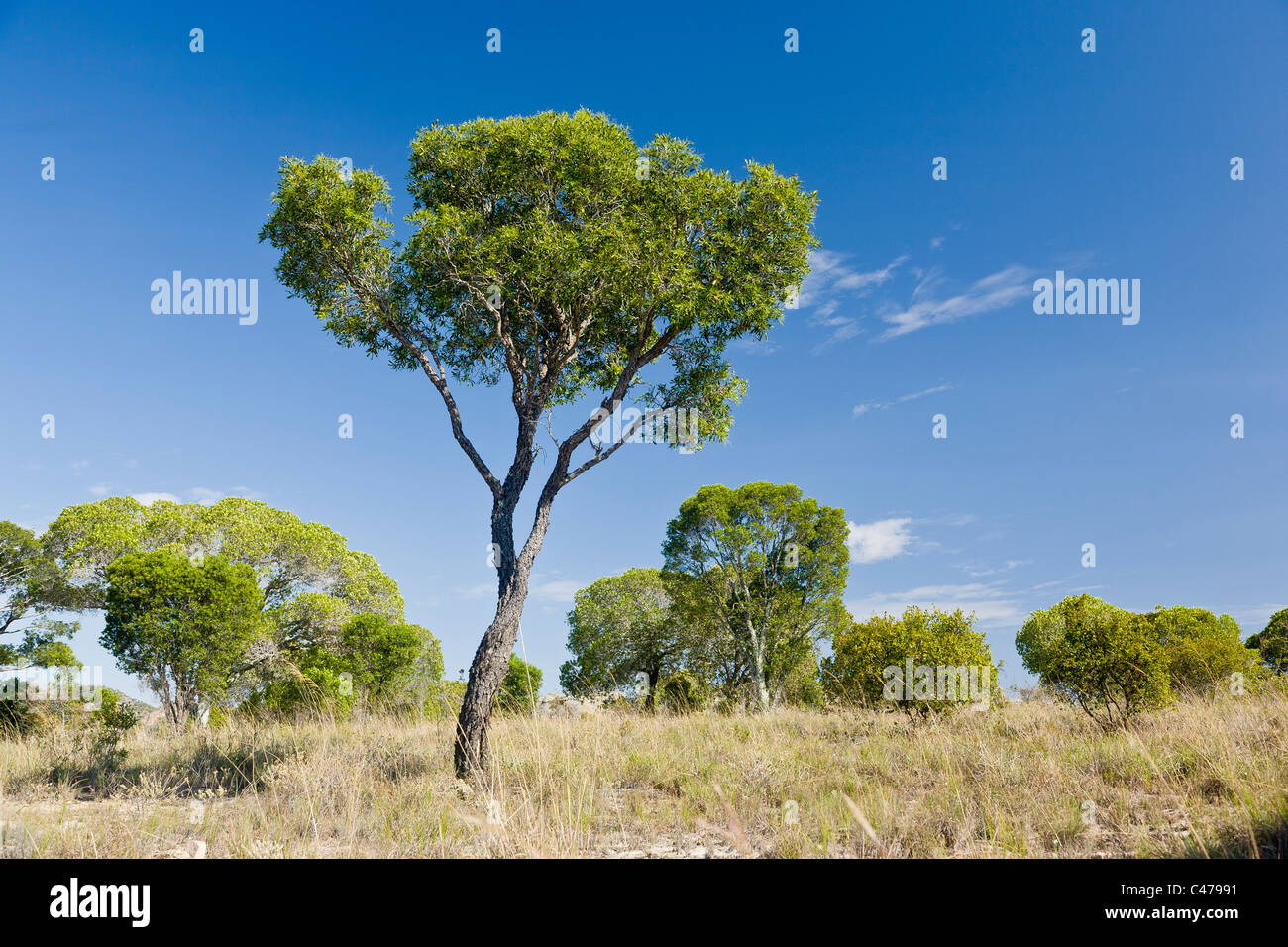 Tapia tree, Uapaca bojeri, Isalo, Madagascar Stock Photo - Alamy