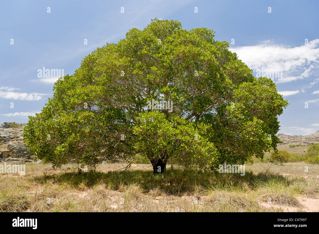 Tapia tree, Isalo National Park, Madagascar Stock Photo - Alamy