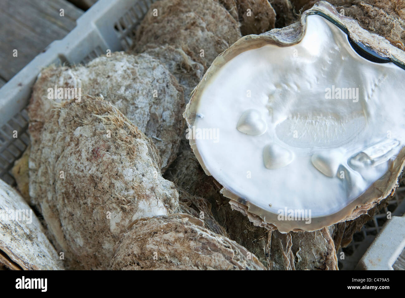 Pearl oyster shell with love heart designs grown into the shell. Friday ...