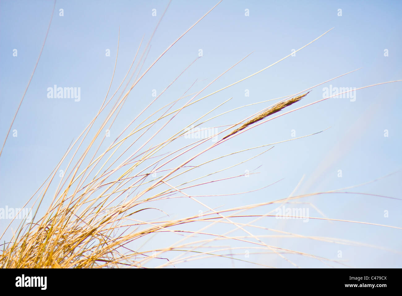 Linear grass hi-res stock photography and images - Alamy