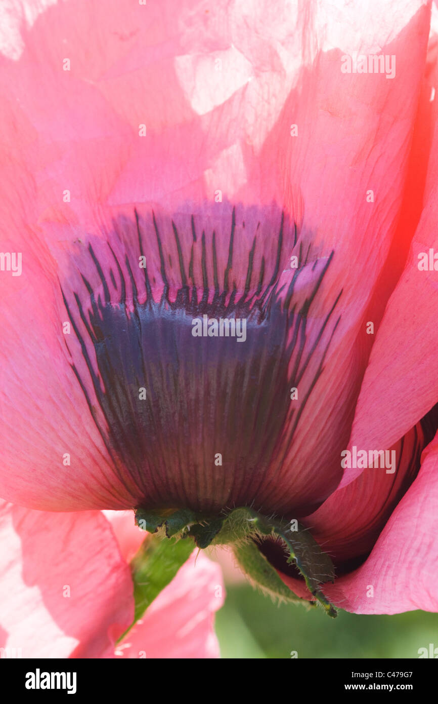Oriental Poppy Raspberry Queen Stock Photo - Alamy