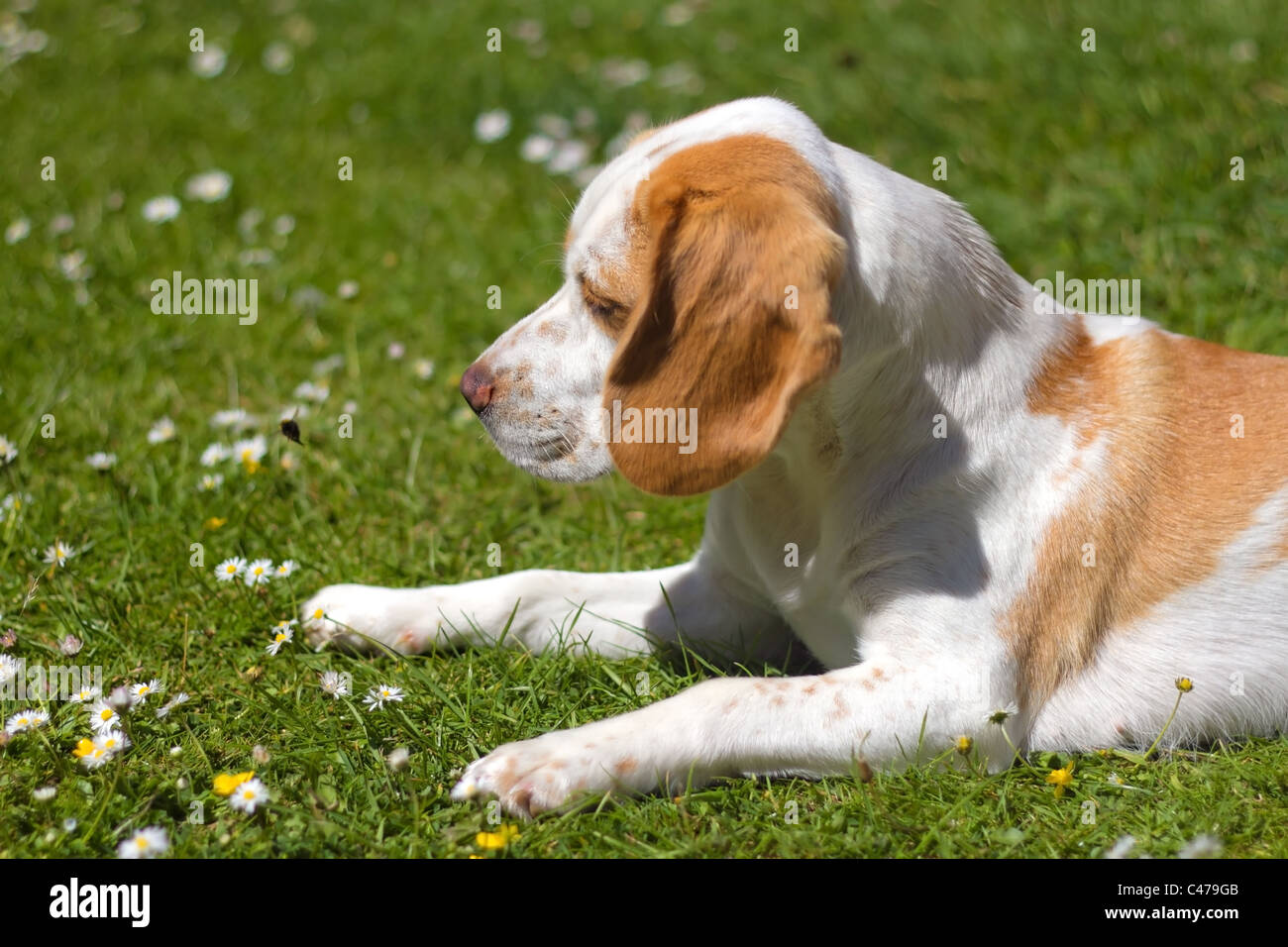 Beagle Puppy Vs Fly Stock Photo - Alamy