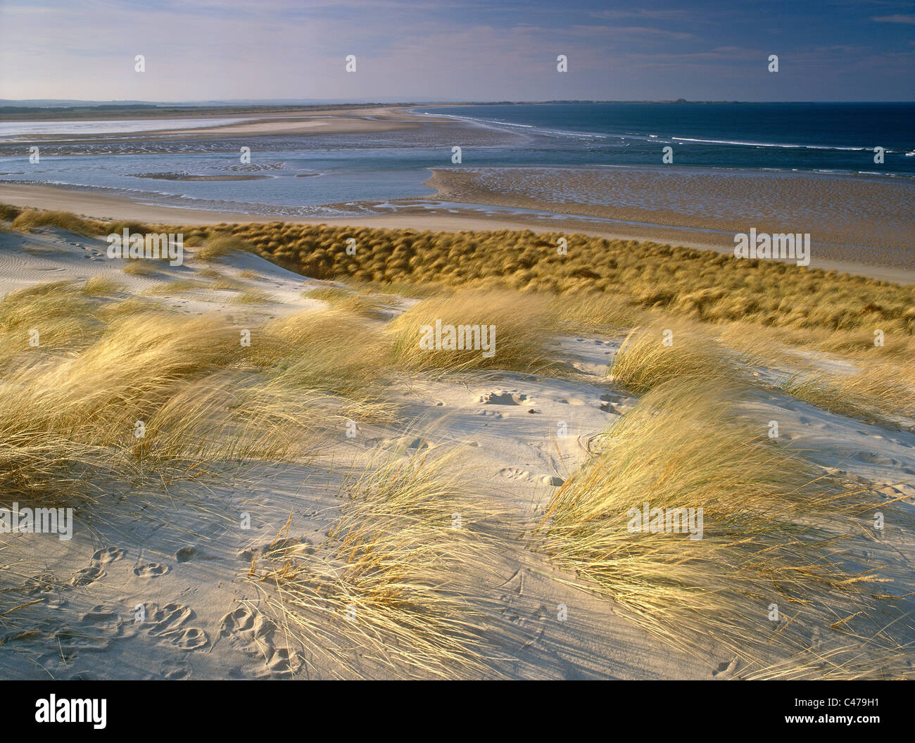 Sand dunes and the beach at Budle Bay on the Northumberland coastline ...