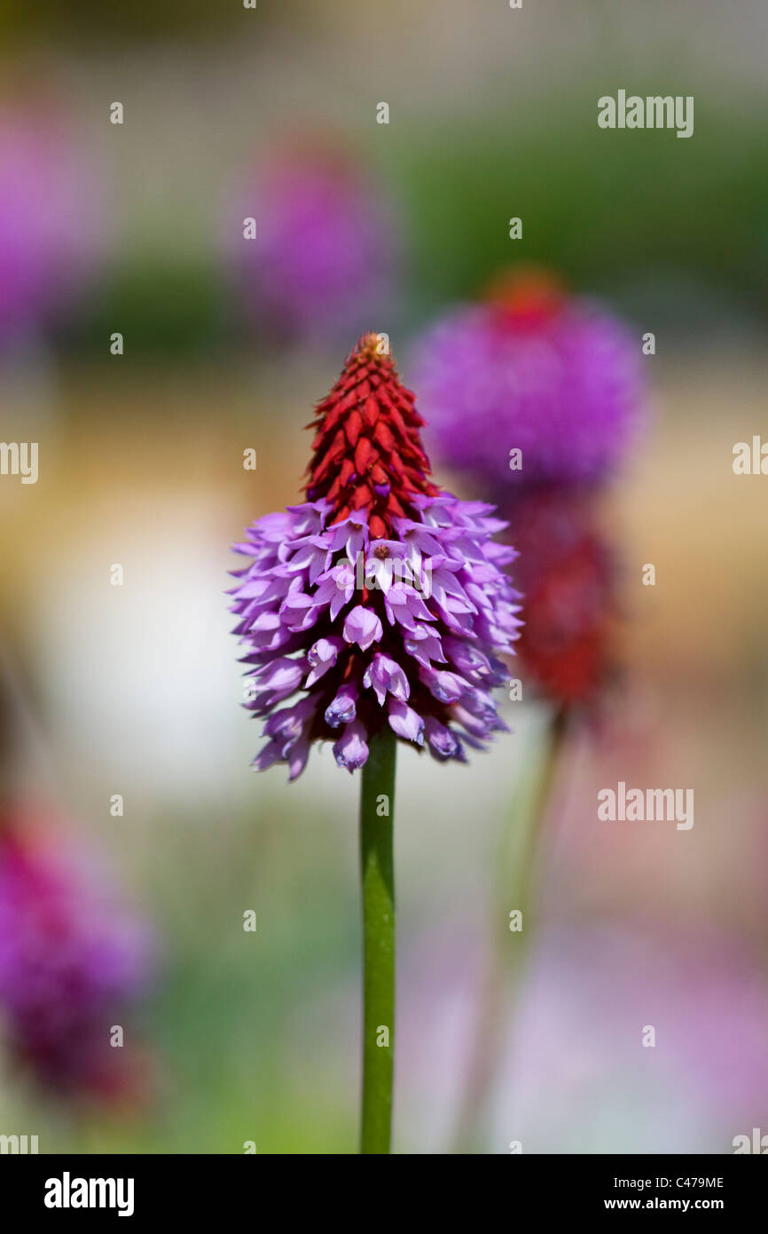 Primula vialli so hi-res stock photography and images - Alamy