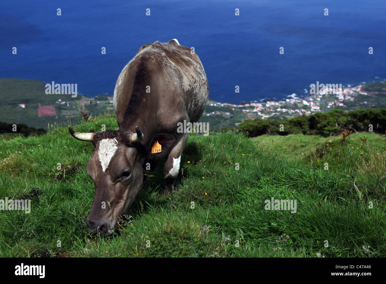 Bull grazing in a pasture field, Pico Island, Azores, Portugal, with ...