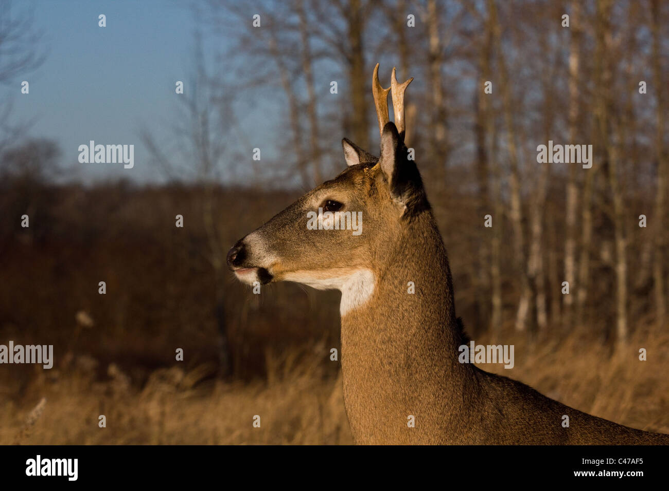 4 point buck hi-res stock photography and images - Alamy