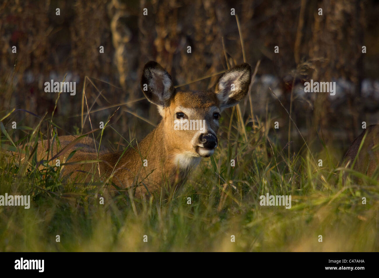 Bedded white-tail fawn Stock Photo - Alamy