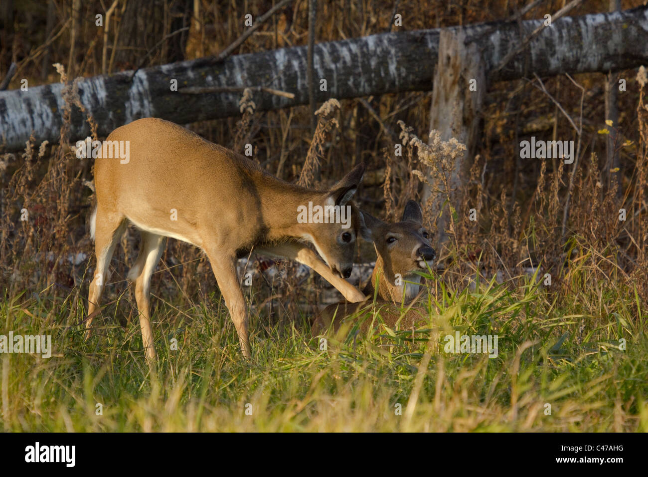 White-tailed fawn trying to get her mom to get up Stock Photo - Alamy