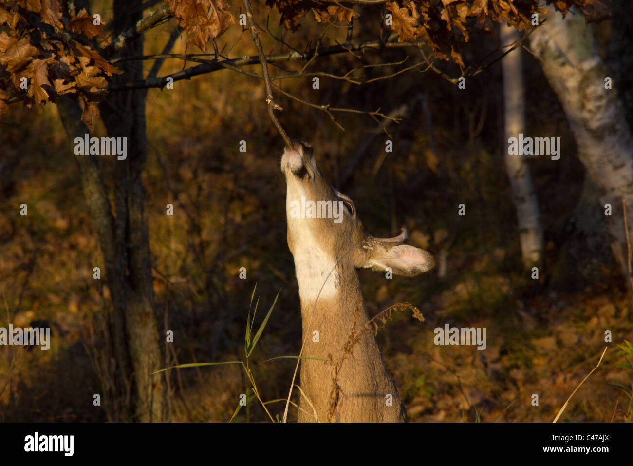 Deer licking hi-res stock photography and images - Alamy