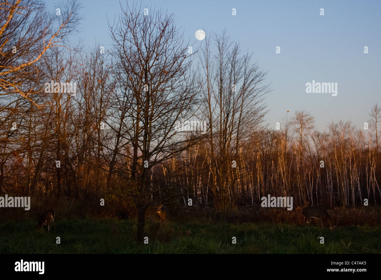 White tailed phase hi-res stock photography and images - Alamy