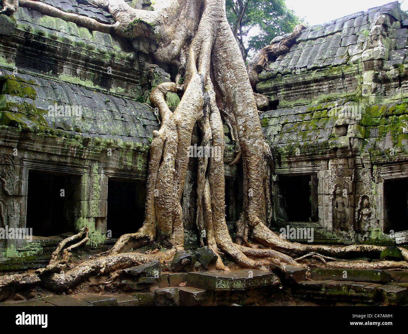 Banyan tree growing over an ancient temple at Angkor Cambodia Stock ...