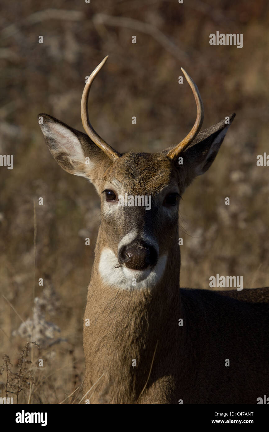 Deer devil hi-res stock photography and images - Alamy