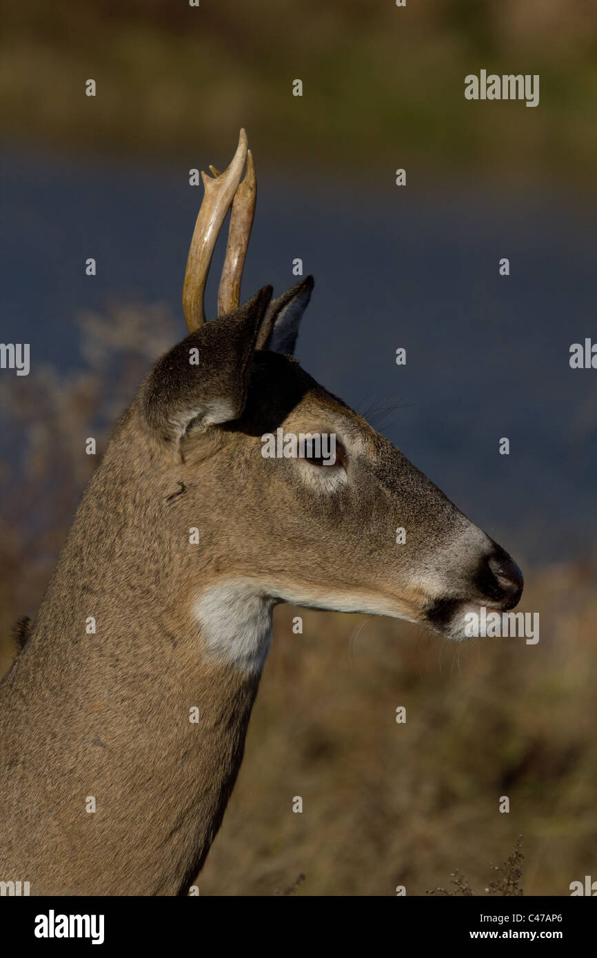 4 point buck hi-res stock photography and images - Alamy