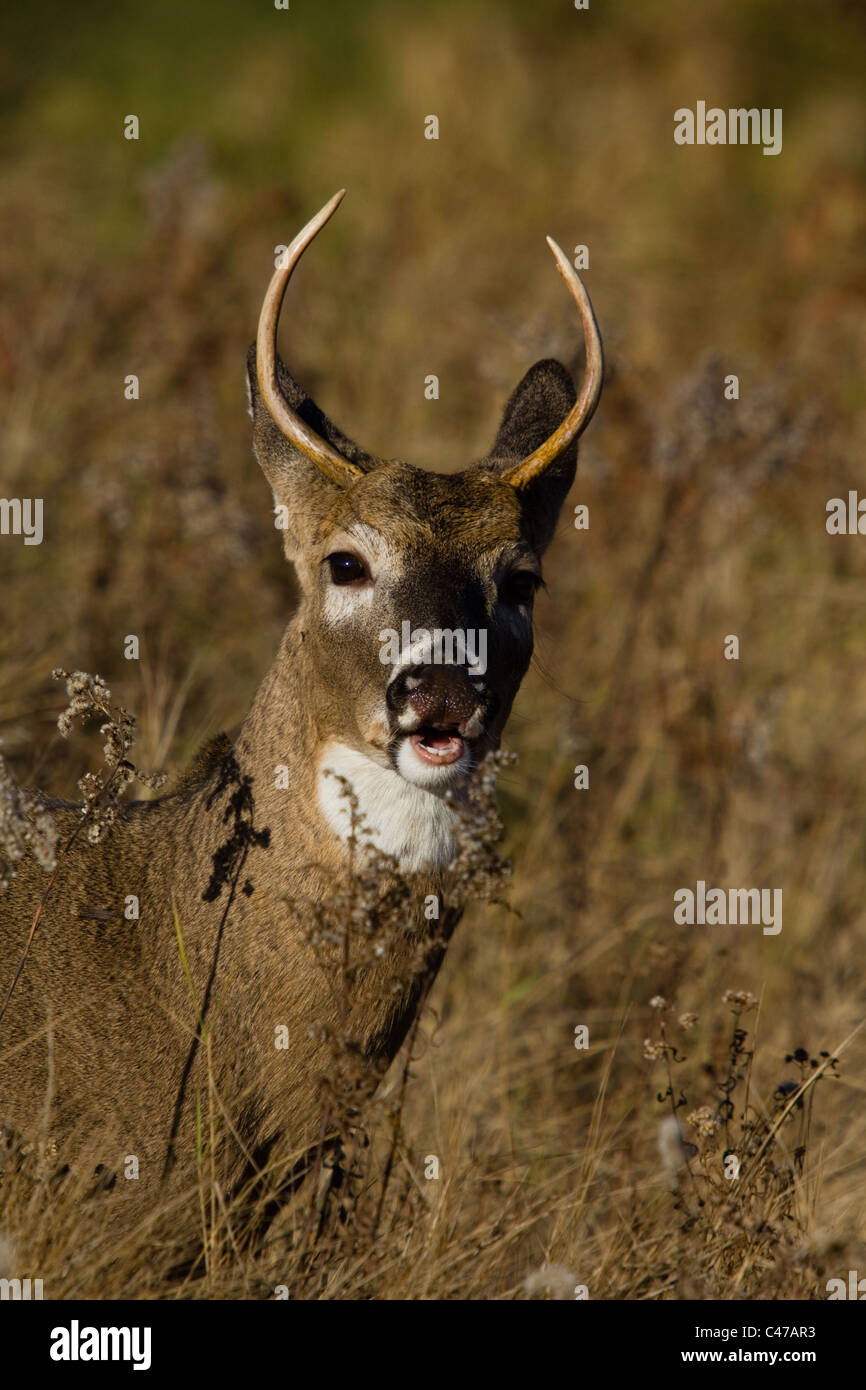 Deer devil hi-res stock photography and images - Alamy