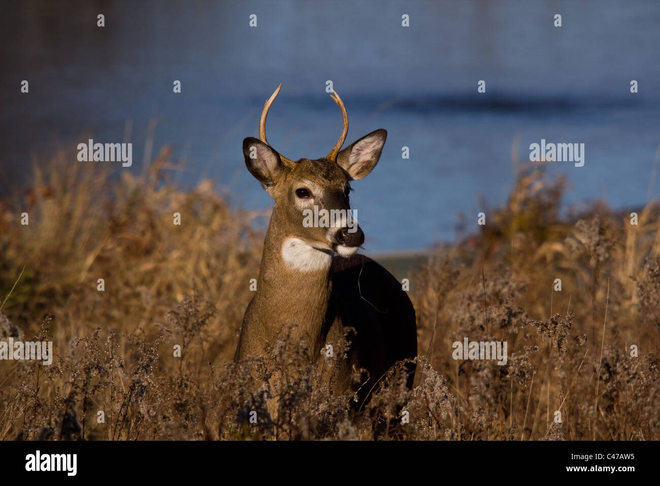 4 point buck hi-res stock photography and images - Alamy
