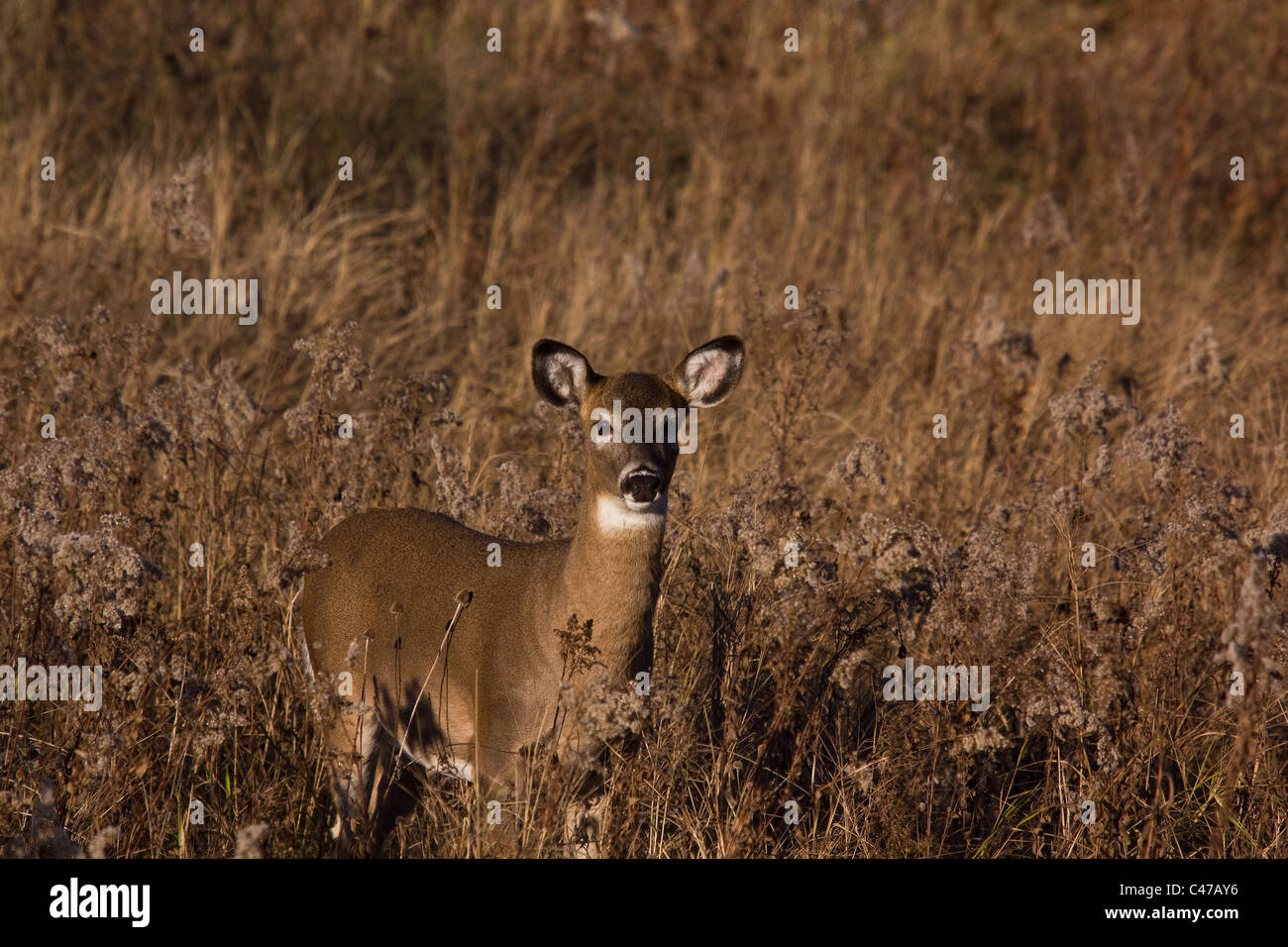 Whitetail deer whitetail deer yearling whitetail doe doe hi-res stock ...