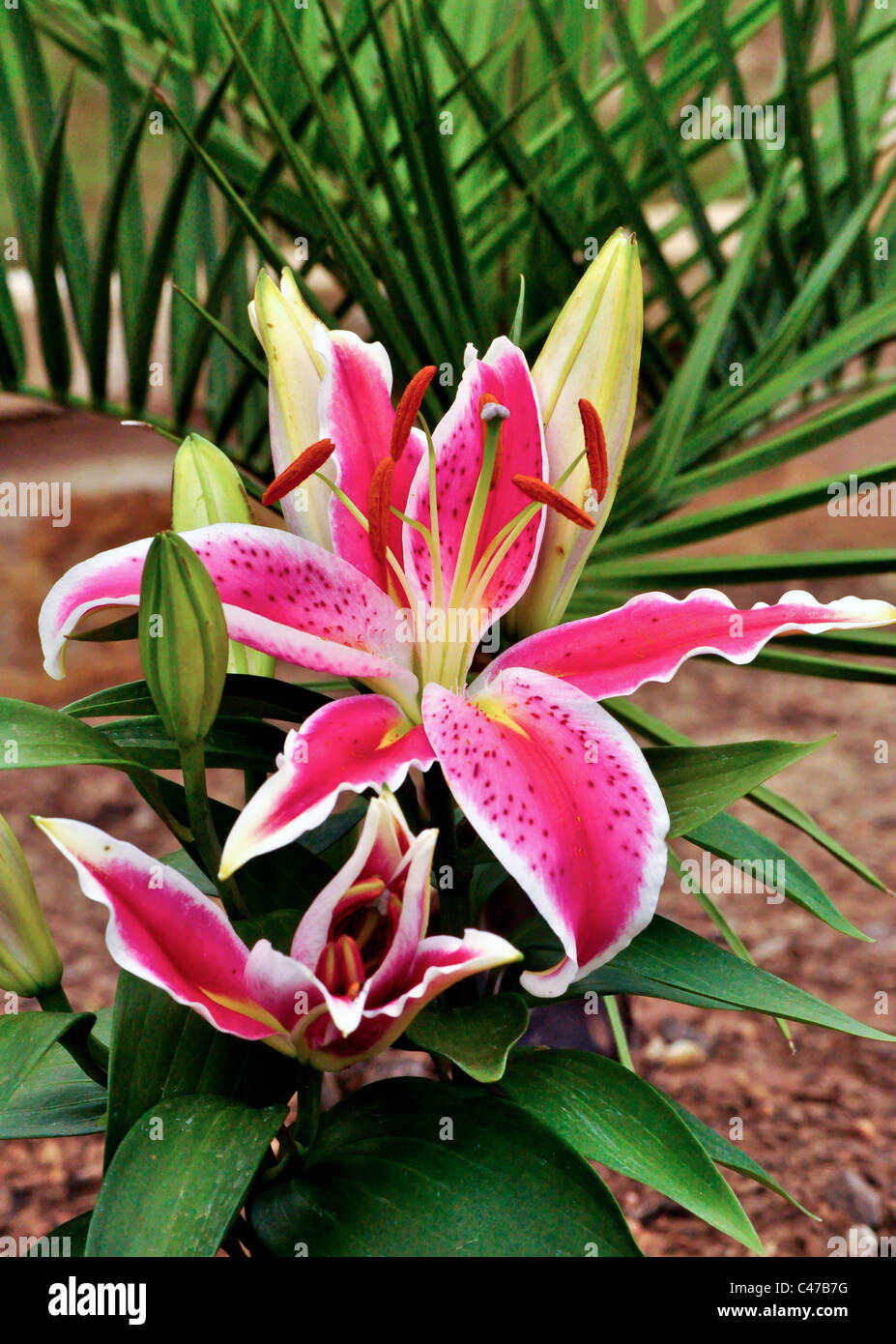 Easter lilies hi-res stock photography and images - Alamy