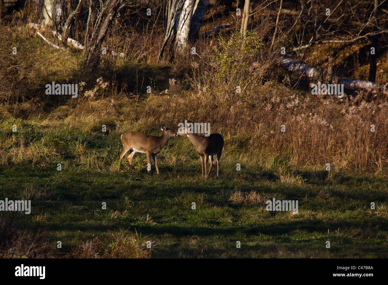 Whitetail deer whitetail deer yearling whitetail doe doe hi-res stock ...