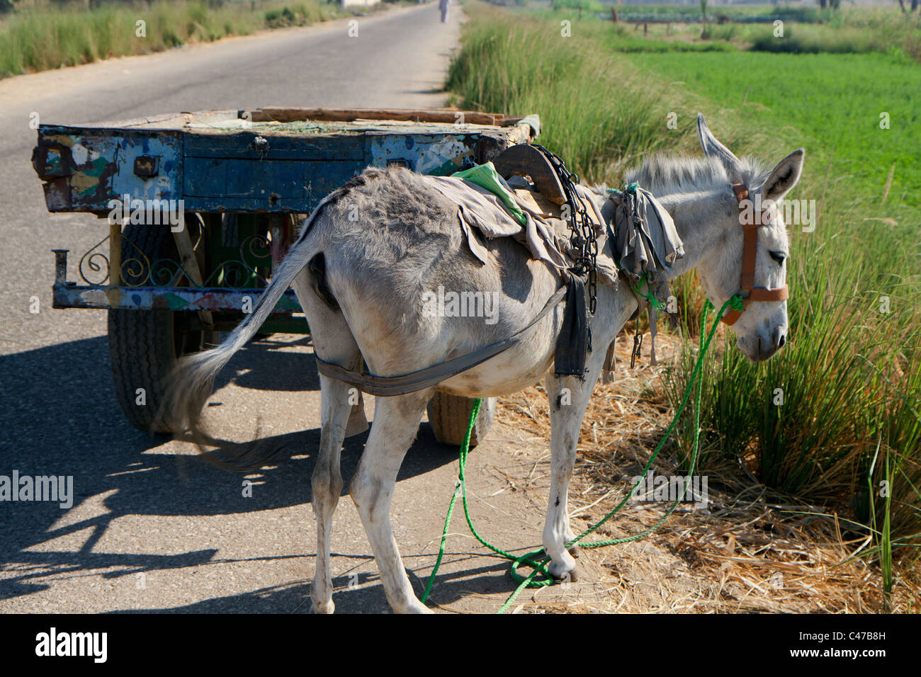 Roadside donkey hi-res stock photography and images - Alamy
