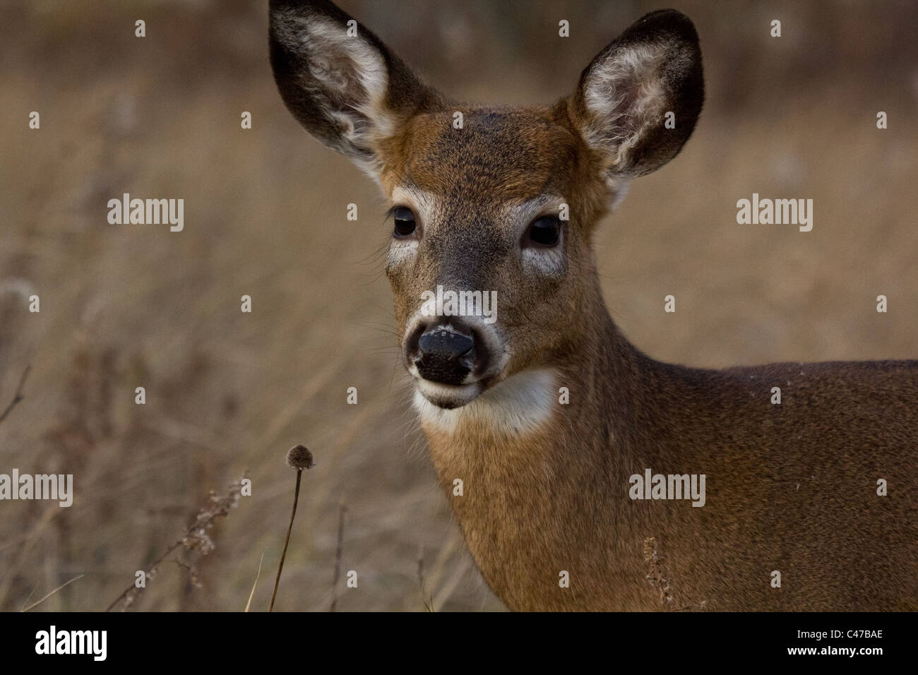 Whitetail deer whitetail deer yearling whitetail doe doe hi-res stock ...