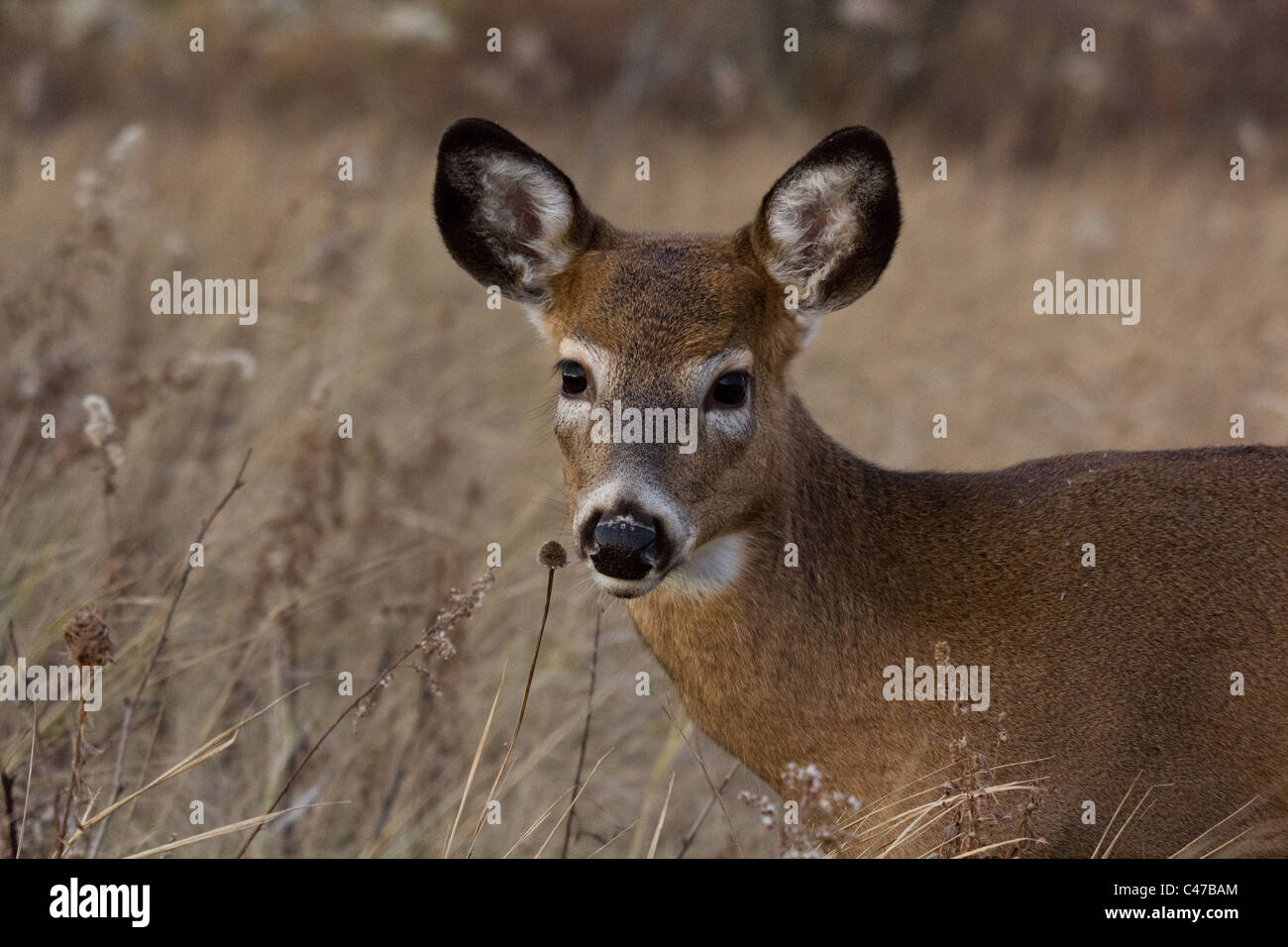 Whitetail deer whitetail deer yearling whitetail doe doe hi-res stock ...