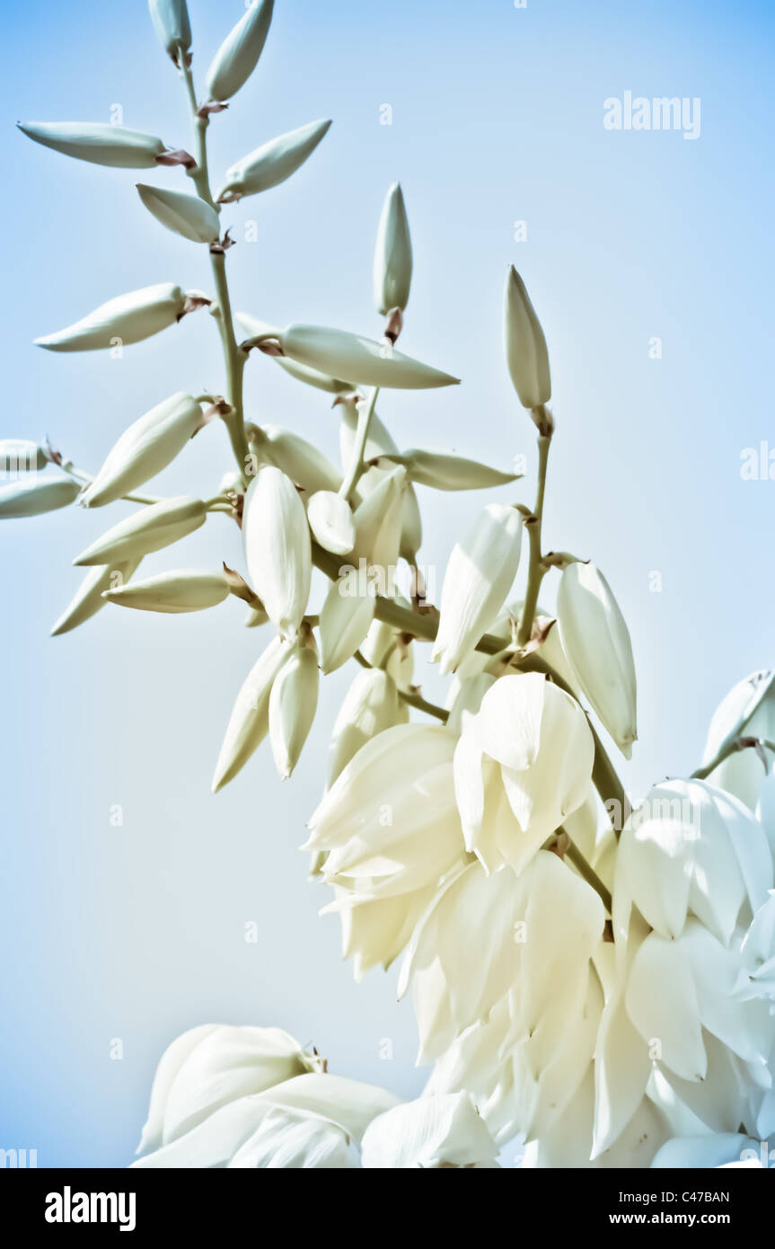 Wild Blooming Yucca Plant Stock Photo - Alamy