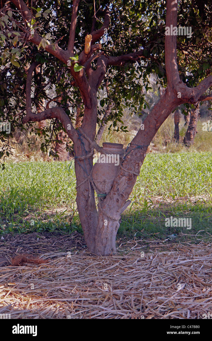 Water Urn secured in the fork of a tree trunk Stock Photo - Alamy