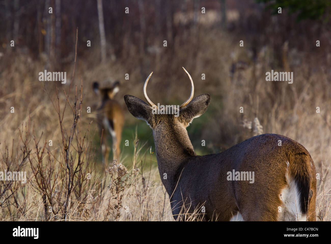Deer devil hi-res stock photography and images - Alamy