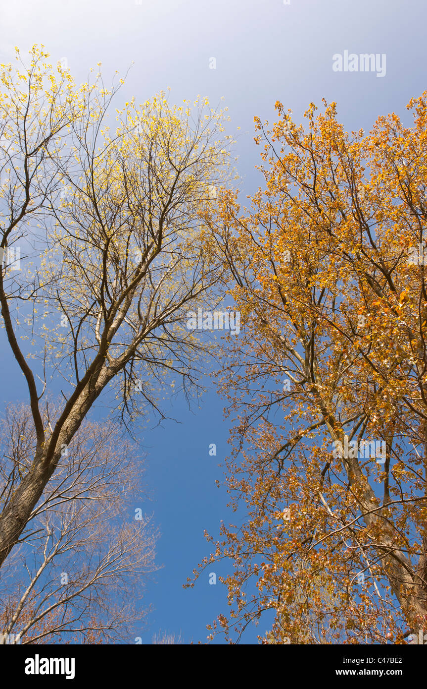 Tree tops against a blue sky in the Uk Stock Photo - Alamy