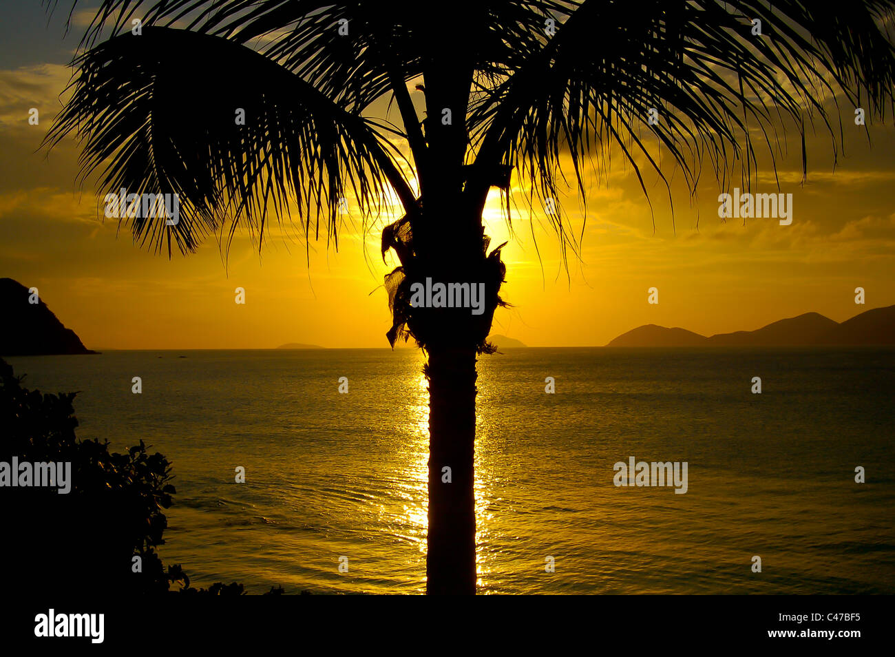 Beautiful Palm Tree in the Island Sunset - Tortola BVI Stock Photo - Alamy