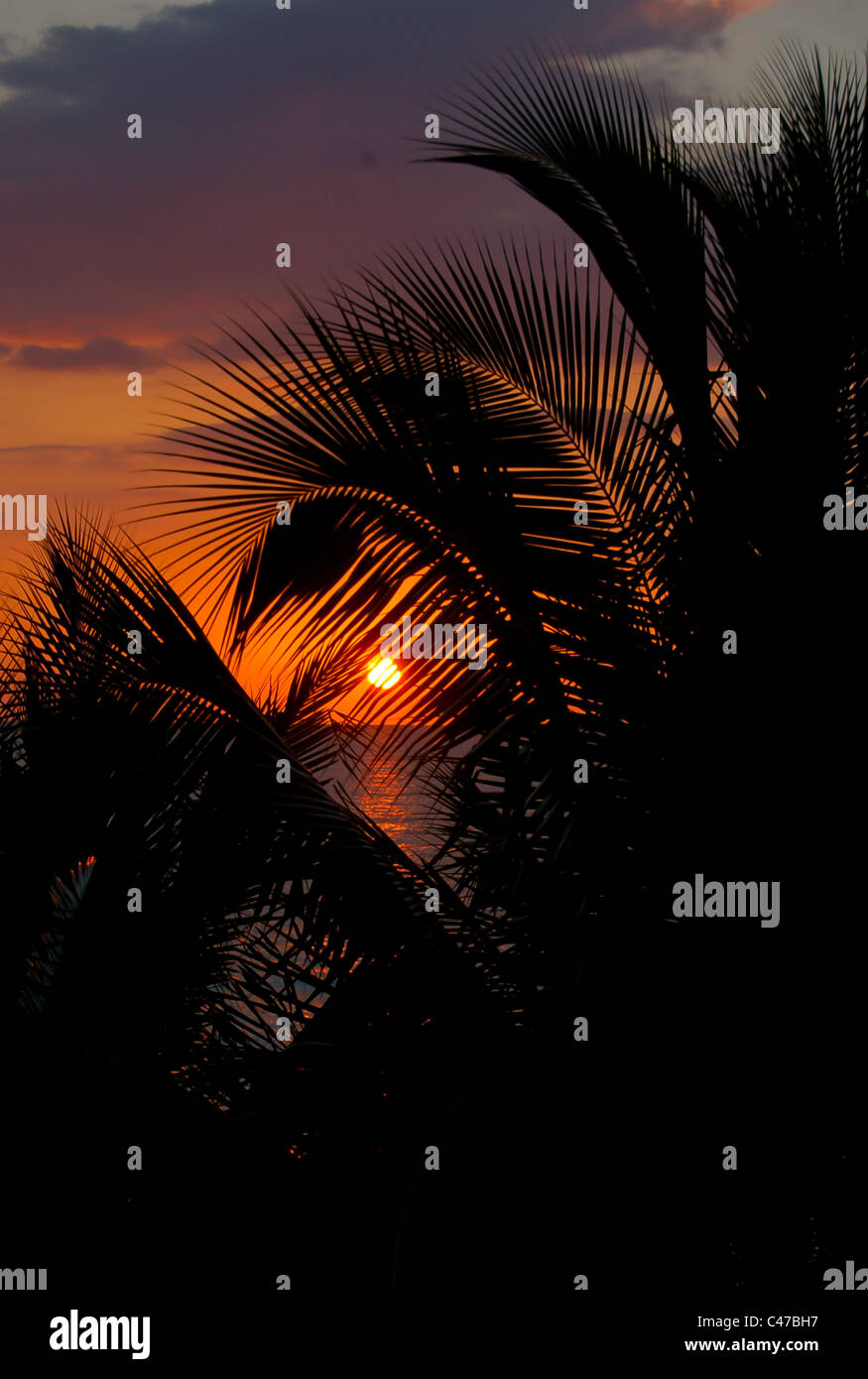 Rich Sunset Colors and Palm Trees Stock Photo - Alamy