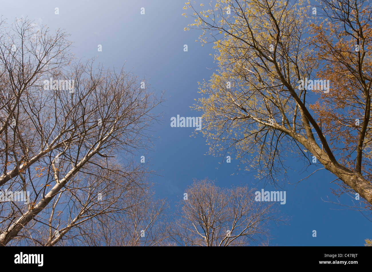 Tops trees against blue spring hi-res stock photography and images - Alamy