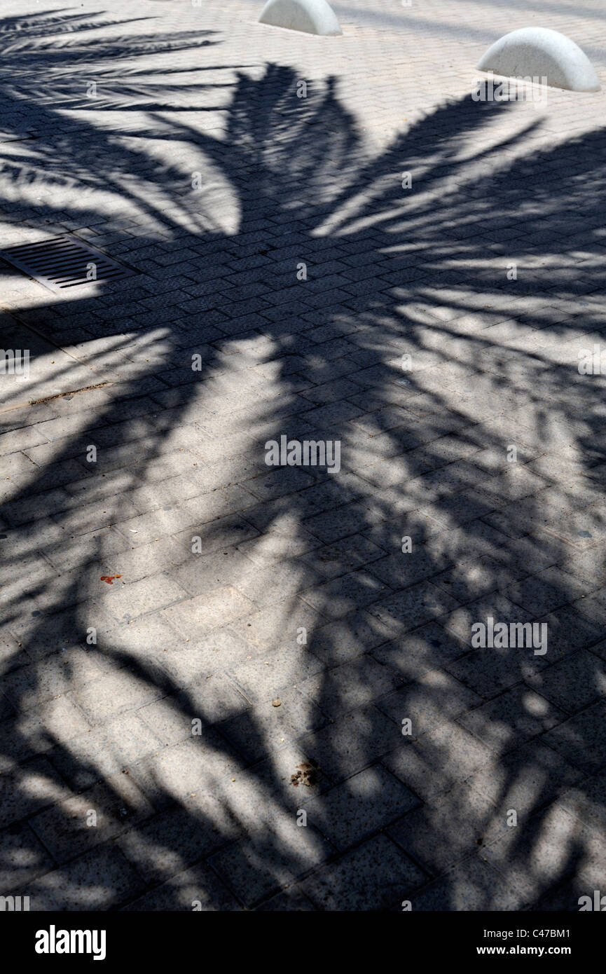 Shadows of palm trees hi-res stock photography and images - Alamy