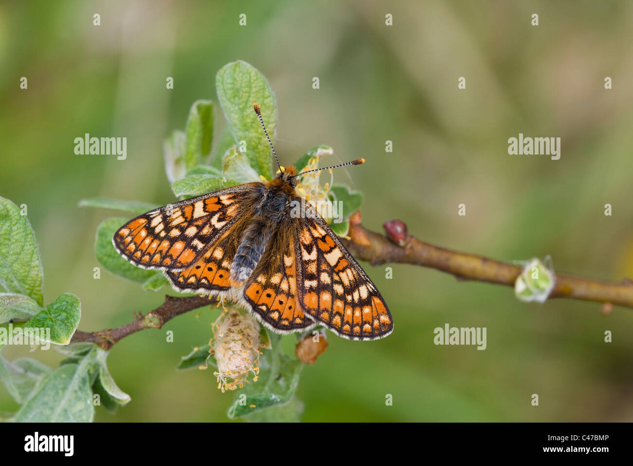 Marsh Fritillary (Euphydryas aurinia) resting on leaves Stock Photo - Alamy